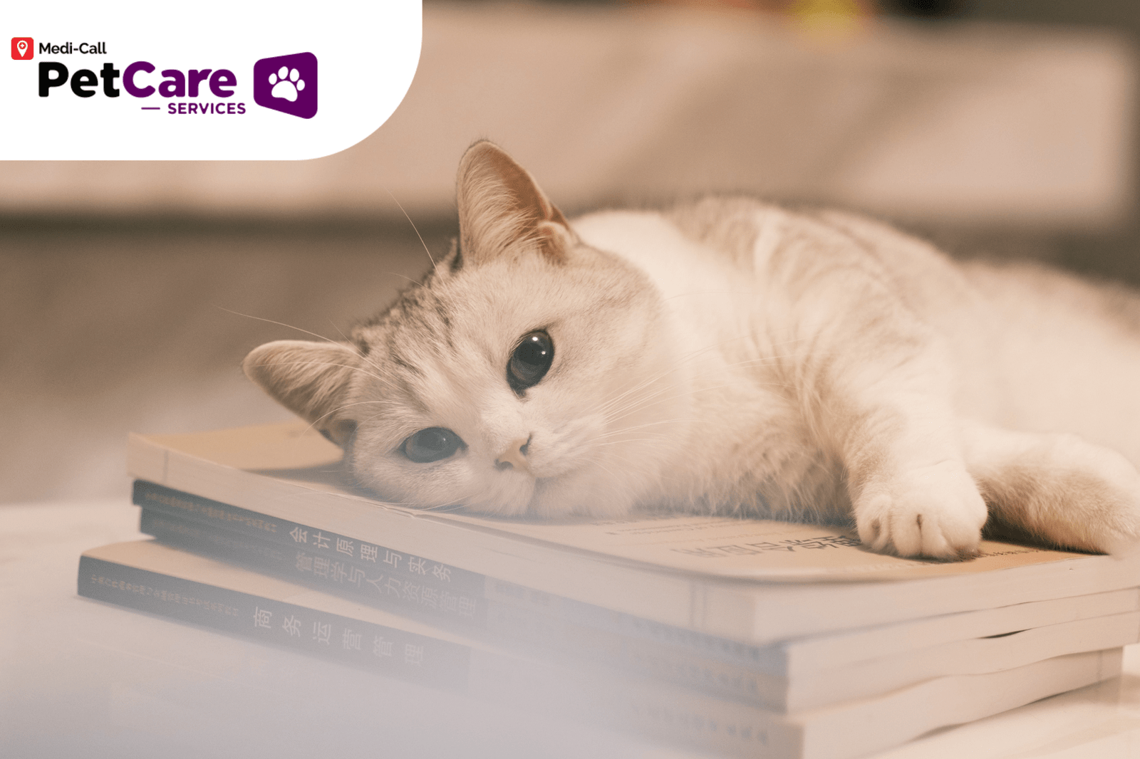 Fakta Kucing Munchkin, Si Gemas Berkaki Pendek - Pet-Care