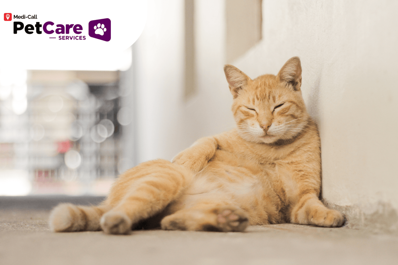 Kucing Obesitas? Bahaya!
