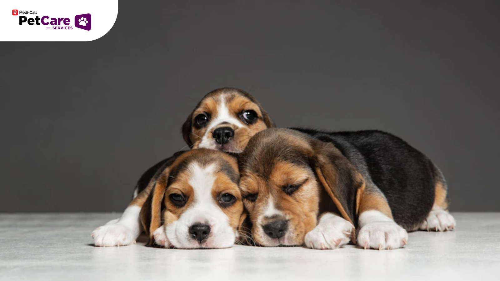 Melatih Anak Anjing Agar Tidak Buang Air Sembarangan di Dalam Rumah Melatih Anak Anjing Agar Tidak Buang Air Sembarangan di Dalam Rumah