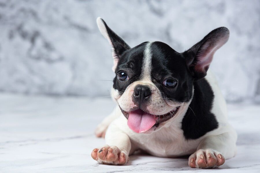 Ingin Memelihara Anak Anjing? Ketahui Hal-hal Berikut, Yuk! - Pet-Care Ingin Memelihara Anak Anjing? Ketahui Hal-hal Berikut, Yuk! - Pet-Care