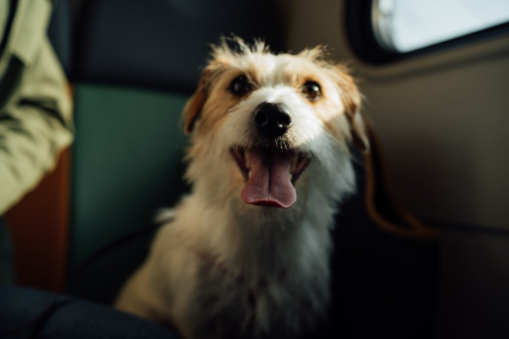 5 Penyebab Air Liur Anjing Berlebihan - Pet-Care